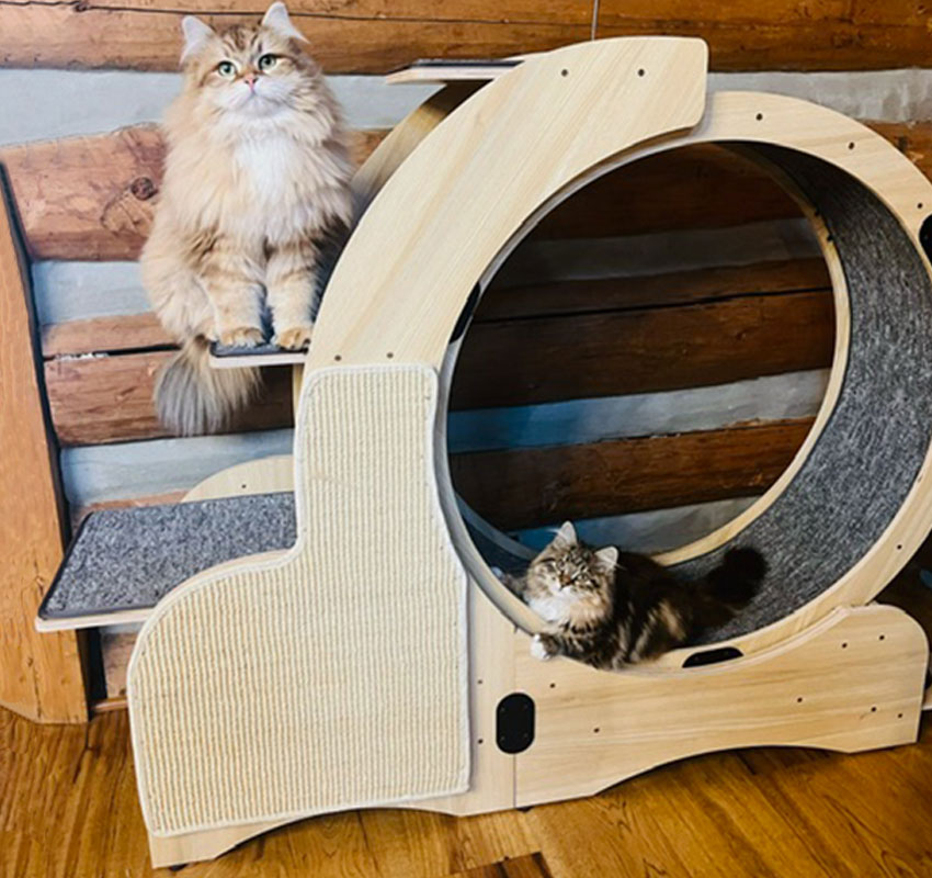 Cat Lodging | Tiny Tails Lodge