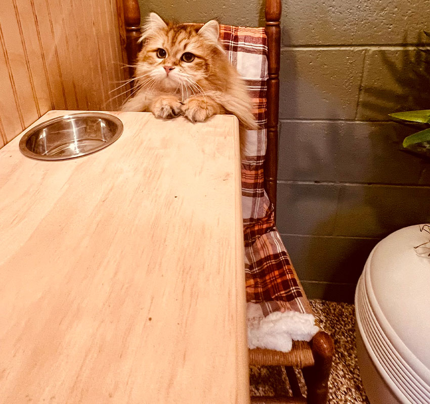 Fear Free | Tiny Tails Lodge