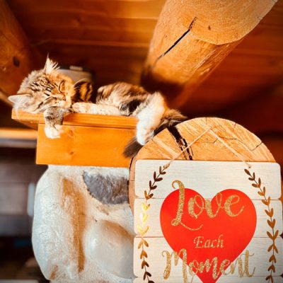 Luxury Pet Lodging | Cat and Small Breed Dog Boarding in Erin | Tiny Tails Lodge