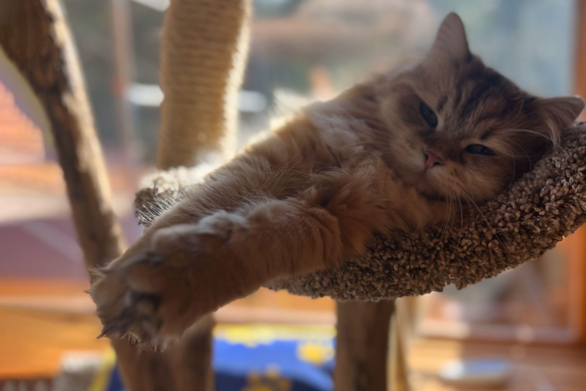 Luxury Cat Lodging | Cat boarding in Erin | Tiny Tails Lodge