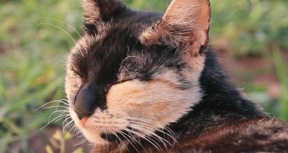 About Me | Tiny Tails Lodge