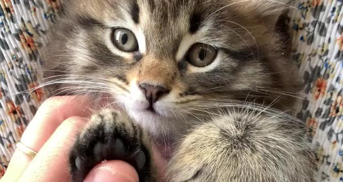 Fear Free | Tiny Tails Lodge