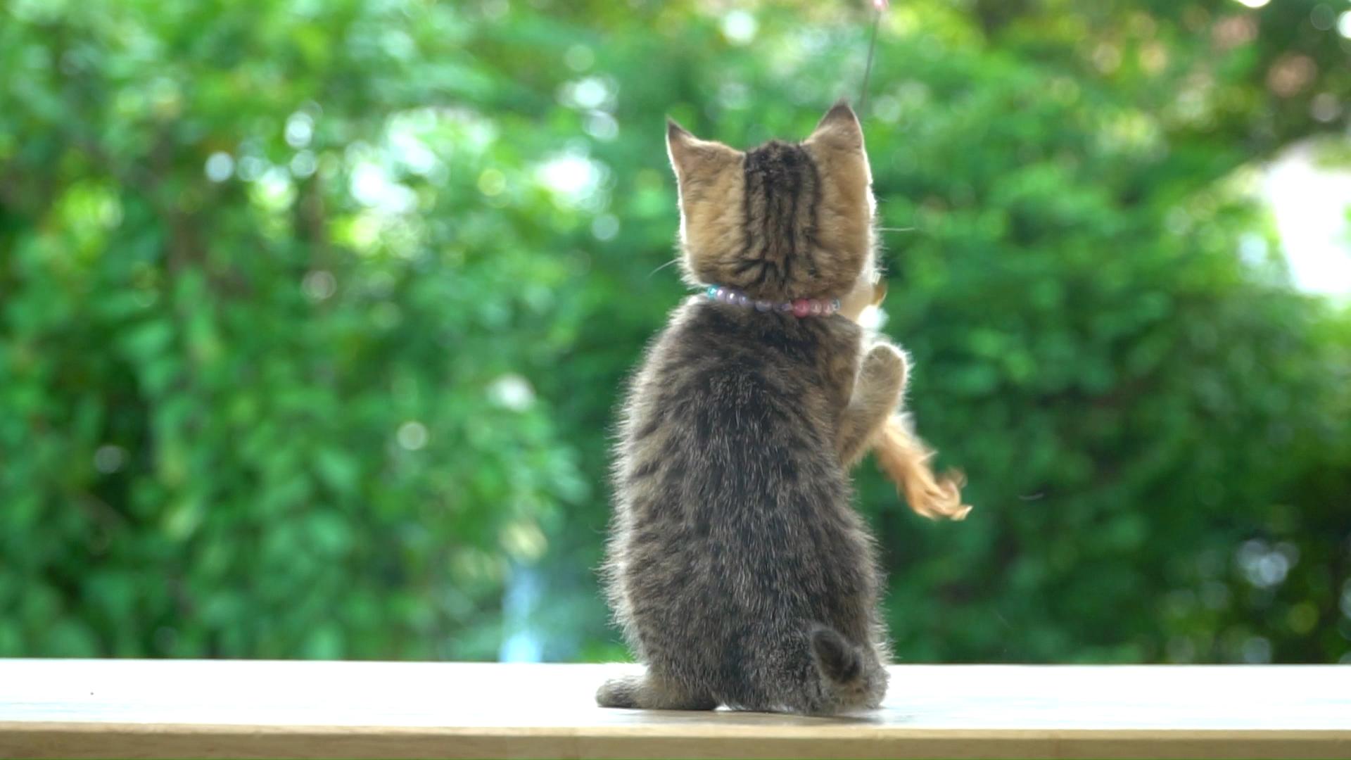 Luxury Cat Lodging | Cat boarding in Erin | Tiny Tails Lodge